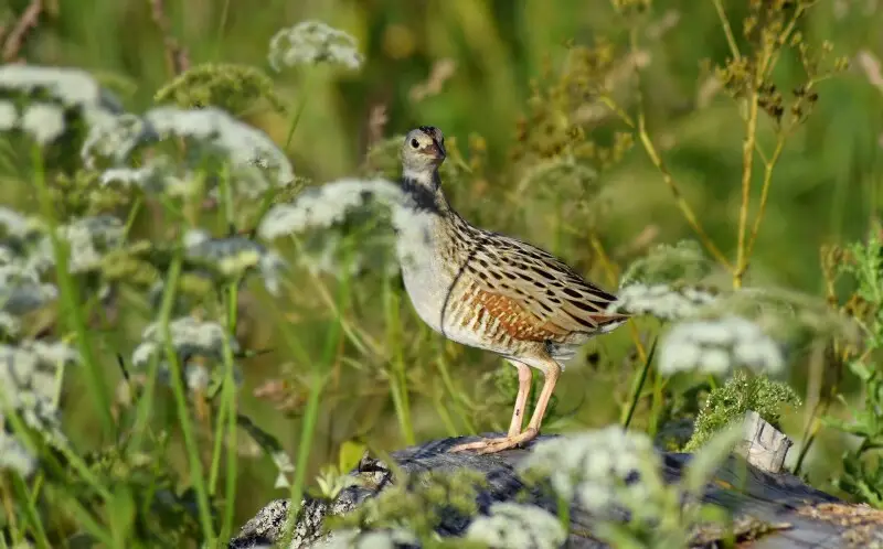 Corn crake - Facts, Diet, Habitat & Pictures on Animalia.bio