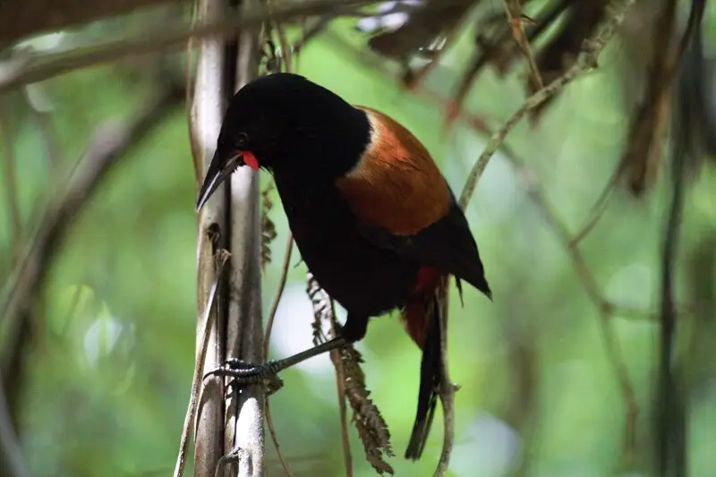 North Island saddleback - Facts, Diet, Habitat & Pictures on Animalia.bio