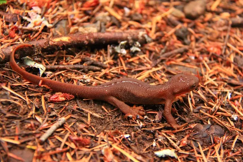 Rough-skinned newt - Facts, Diet, Habitat & Pictures on Animalia.bio