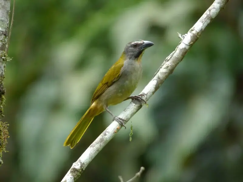 Buff-throated saltator - Facts, Diet, Habitat & Pictures on Animalia.bio