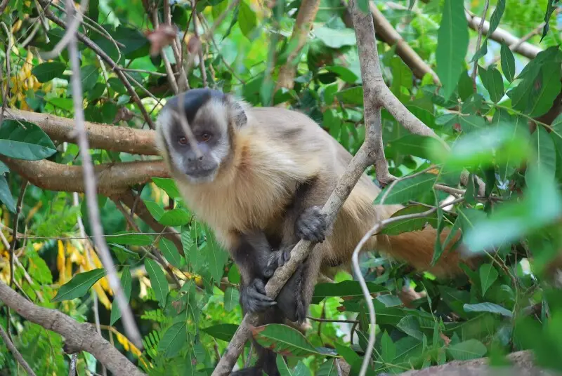 Sapajus cay - факти, дієта, ареал і фотографії на Animalia.bio