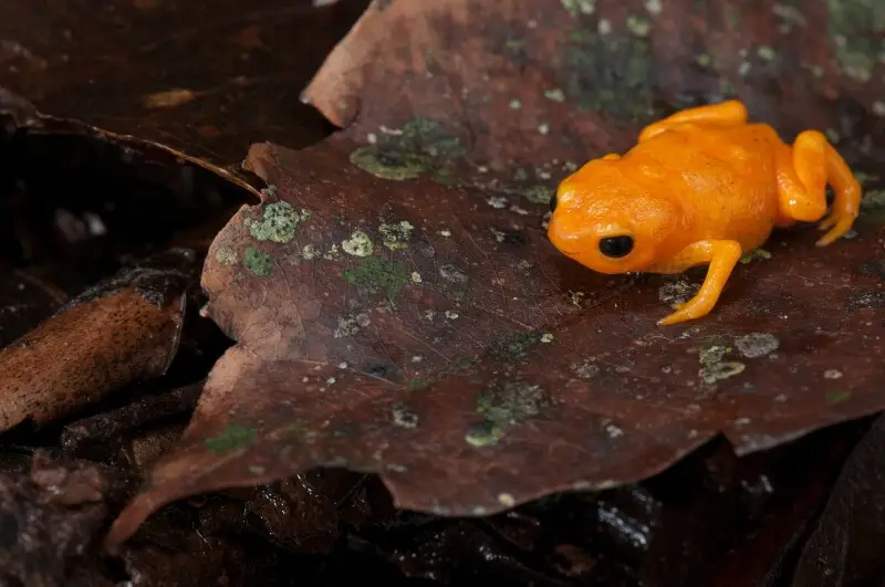 Pumpkin toadlet - Facts, Diet, Habitat & Pictures on Animalia.bio