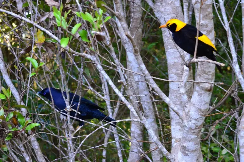 Regent bowerbird - Facts, Diet, Habitat & Pictures on Animalia.bio