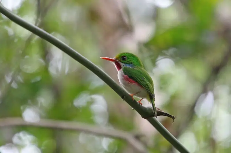 Cuban tody - Facts, Diet, Habitat & Pictures on Animalia.bio