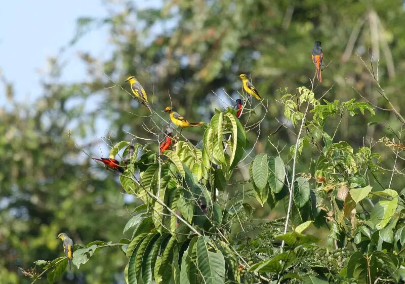 Scarlet minivet - Facts, Diet, Habitat & Pictures on Animalia.bio