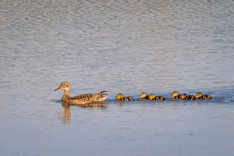 Gadwall - Facts, Diet, Habitat & Pictures on Animalia.bio