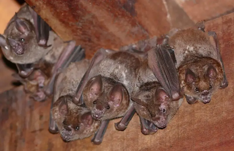 Seba's short-tailed bat - Facts, Diet, Habitat & Pictures on Animalia.bio