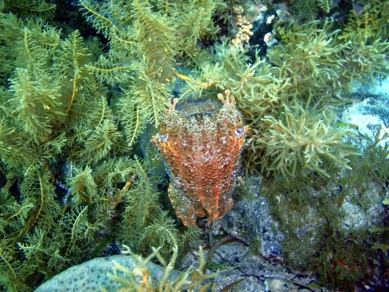 Sepia apama - Facts, Diet, Habitat & Pictures on Animalia.bio