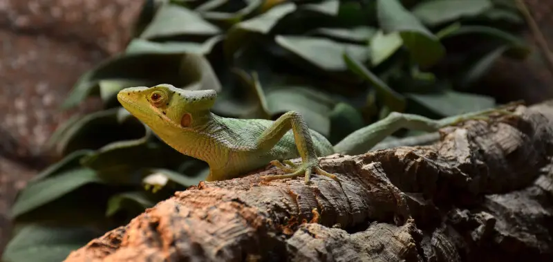 Eastern casquehead iguana - Facts, Diet, Habitat & Pictures on Animalia.bio