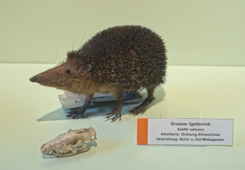 Greater hedgehog tenrec - Facts, Diet, Habitat & Pictures on Animalia.bio