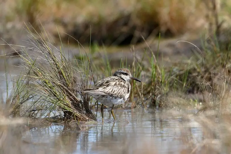 Sharp-tailed sandpiper - Facts, Diet, Habitat & Pictures on Animalia.bio