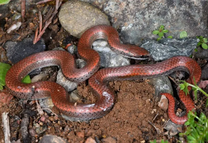 Sharp-tailed snake - Facts, Diet, Habitat & Pictures on Animalia.bio