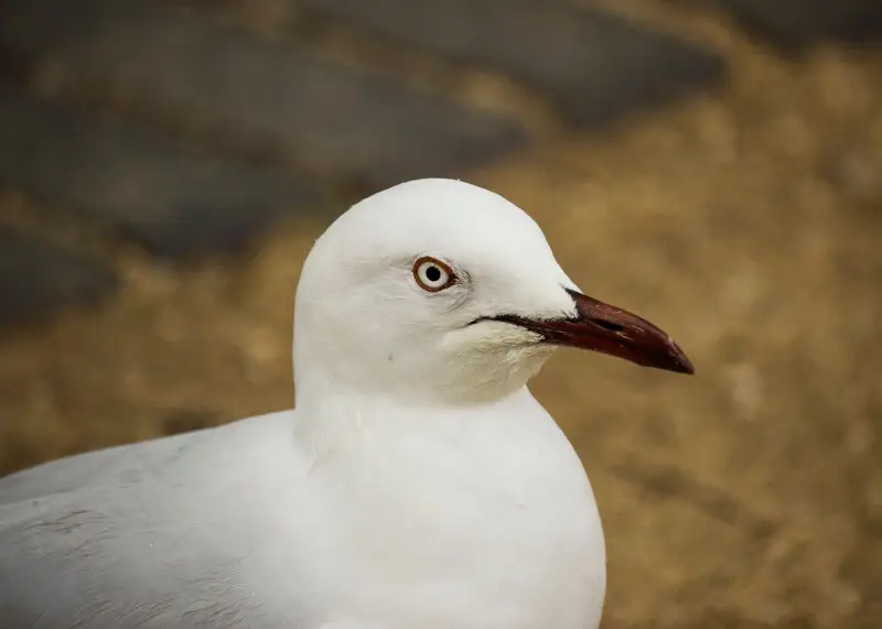 Silver gull - Facts, Diet, Habitat & Pictures on Animalia.bio