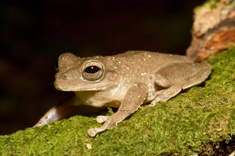 Panama cross-banded tree frog - Facts, Diet, Habitat & Pictures on ...