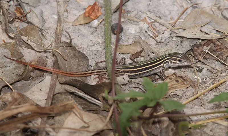 Six-lined racerunner - Facts, Diet, Habitat & Pictures on Animalia.bio