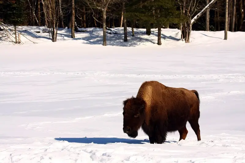Wood bison - Facts, Diet, Habitat & Pictures on Animalia.bio