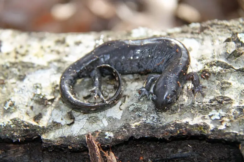 Small-mouth salamander - Facts, Diet, Habitat & Pictures on Animalia.bio