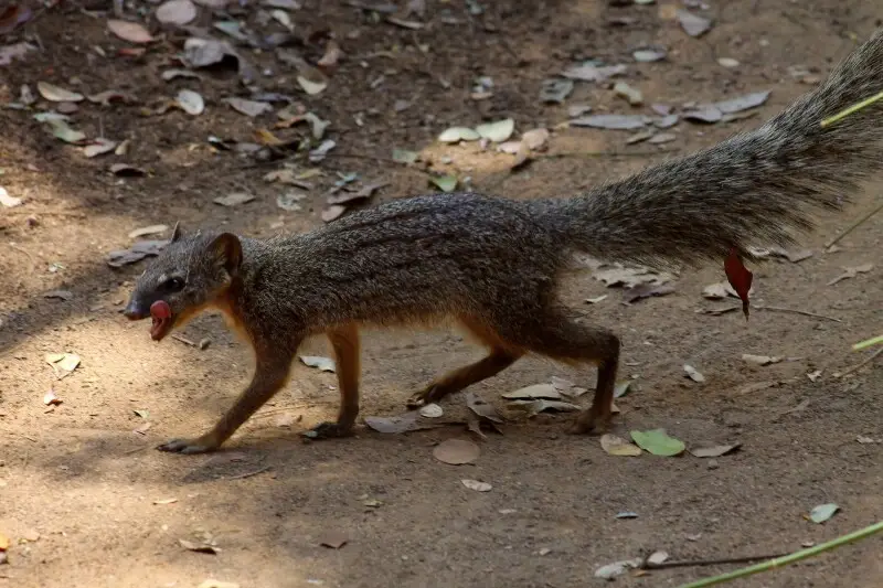 Narrow-striped mongoose - Facts, Diet, Habitat & Pictures on Animalia.bio