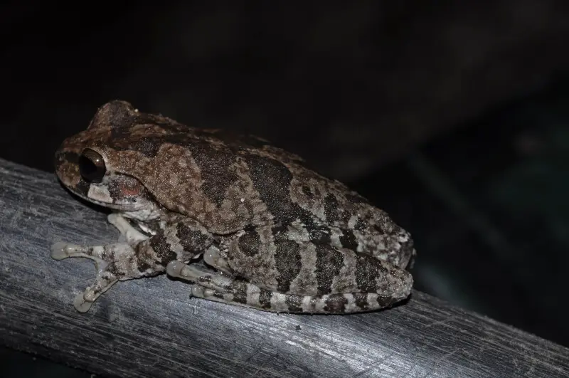 Common Mexican tree frog - Facts, Diet, Habitat & Pictures on Animalia.bio