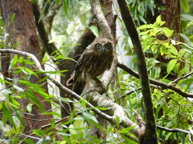 Australian boobook - Facts, Diet, Habitat & Pictures on Animalia.bio