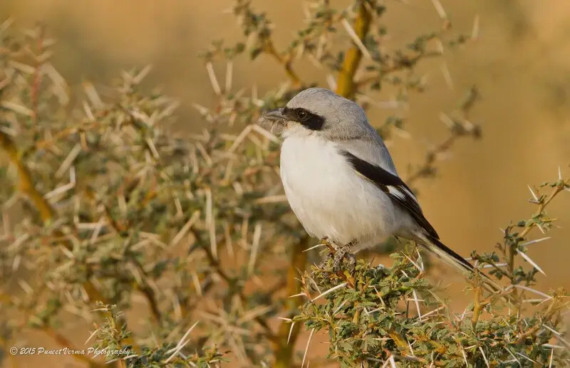 Great grey shrike - Facts, Diet, Habitat & Pictures on Animalia.bio