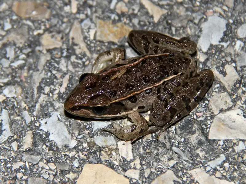 Southern leopard frog - Facts, Diet, Habitat & Pictures on Animalia.bio