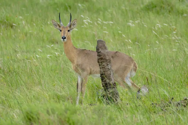 Southern reedbuck - Facts, Diet, Habitat & Pictures on Animalia.bio