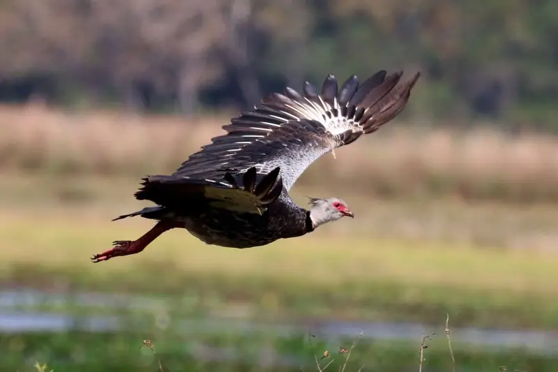 Southern screamer - Facts, Diet, Habitat & Pictures on Animalia.bio