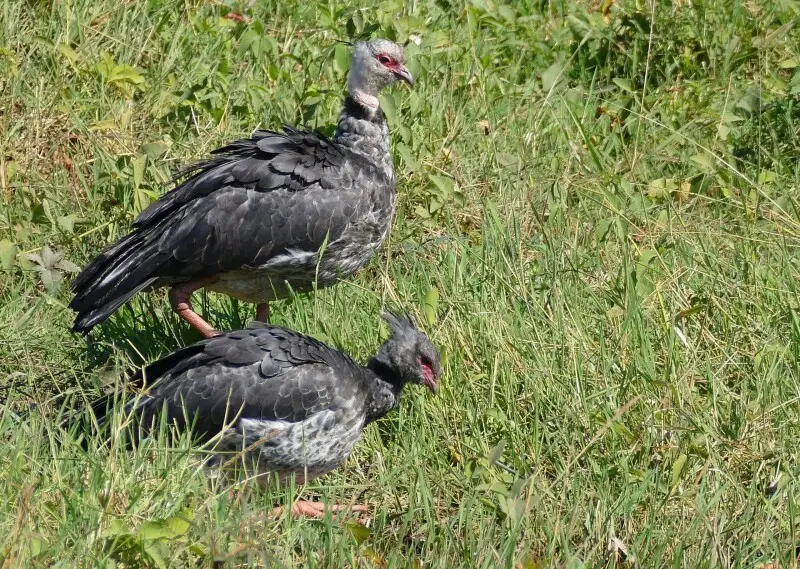 Southern screamer - Facts, Diet, Habitat & Pictures on Animalia.bio
