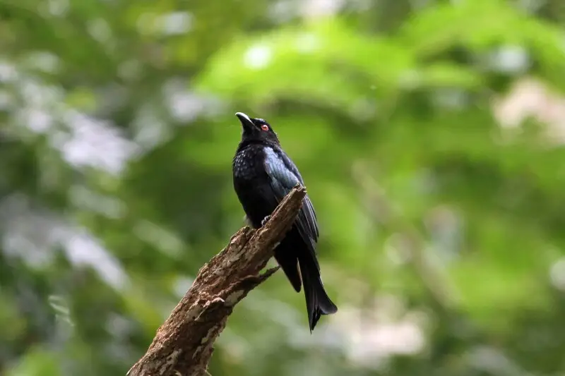 Spangled drongo - Facts, Diet, Habitat & Pictures on Animalia.bio