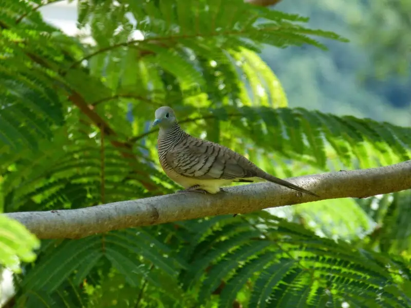 Zebra dove - Facts, Diet, Habitat & Pictures on Animalia.bio