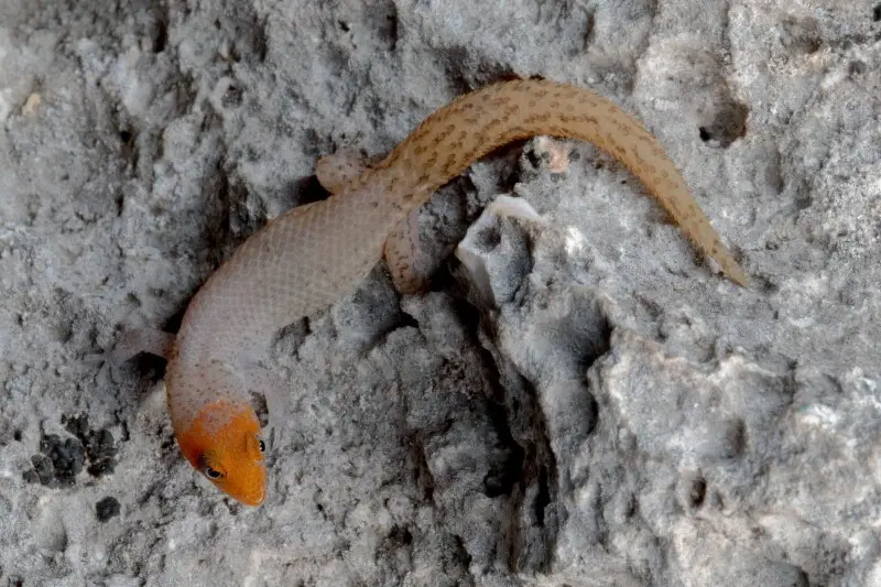 Barahona big-scaled sphaero - Facts, Diet, Habitat & Pictures on ...