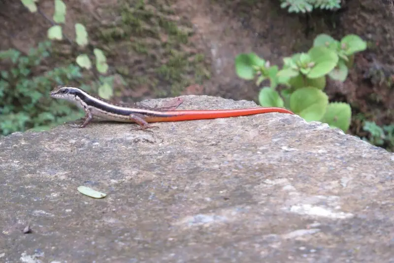 Sphenomorphus dussumieri - Fatti, dieta, habitat e immagini su Animalia.bio