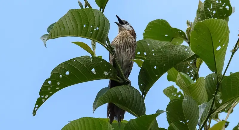 Spiny babbler - Facts, Diet, Habitat & Pictures on Animalia.bio