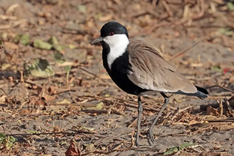 Spur-winged lapwing - Facts, Diet, Habitat & Pictures on Animalia.bio