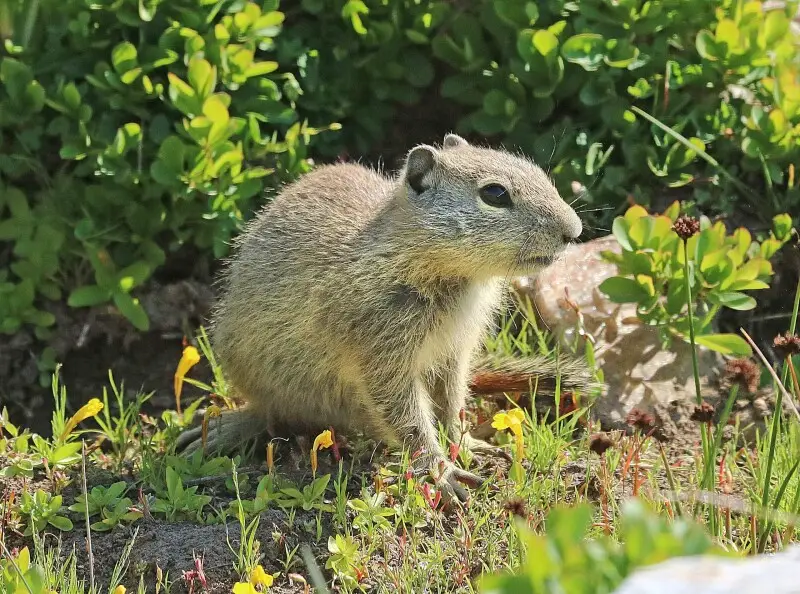 Belding's ground squirrel - Facts, Diet, Habitat & Pictures on Animalia.bio