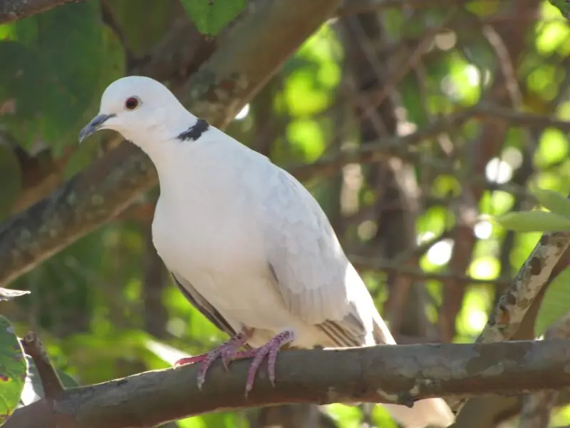 Barbary dove - Facts, Diet, Habitat & Pictures on Animalia.bio