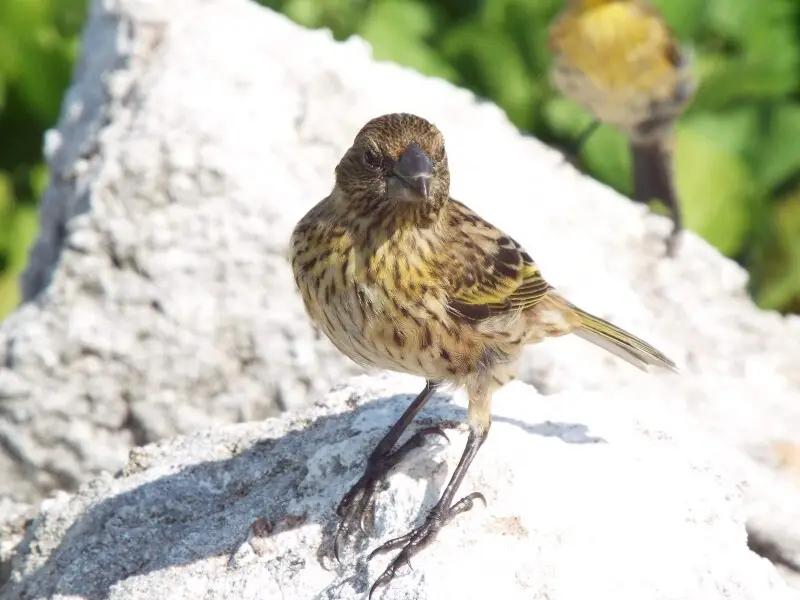 Laysan finch - Facts, Diet, Habitat & Pictures on Animalia.bio