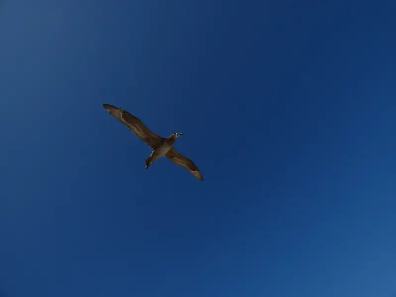 Black-footed albatross - Facts, Diet, Habitat & Pictures on Animalia.bio