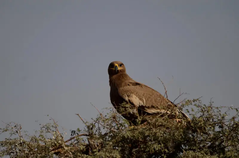 Steppe eagle - Facts, Diet, Habitat & Pictures on Animalia.bio