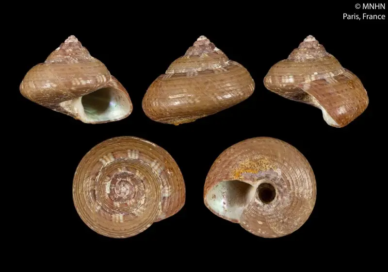 Steromphala umbilicaris - факти, дієта, ареал і фотографії на Animalia.bio