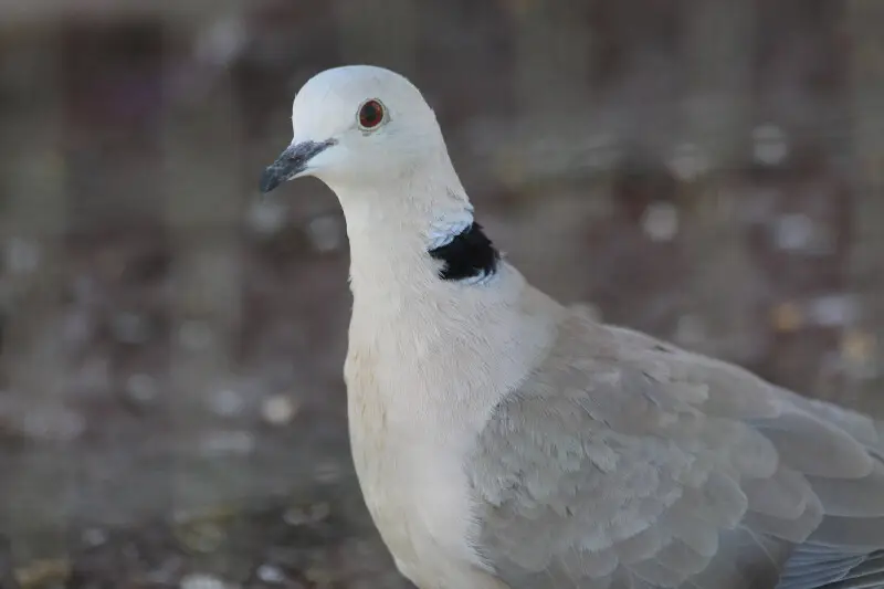 Barbary dove - Facts, Diet, Habitat & Pictures on Animalia.bio