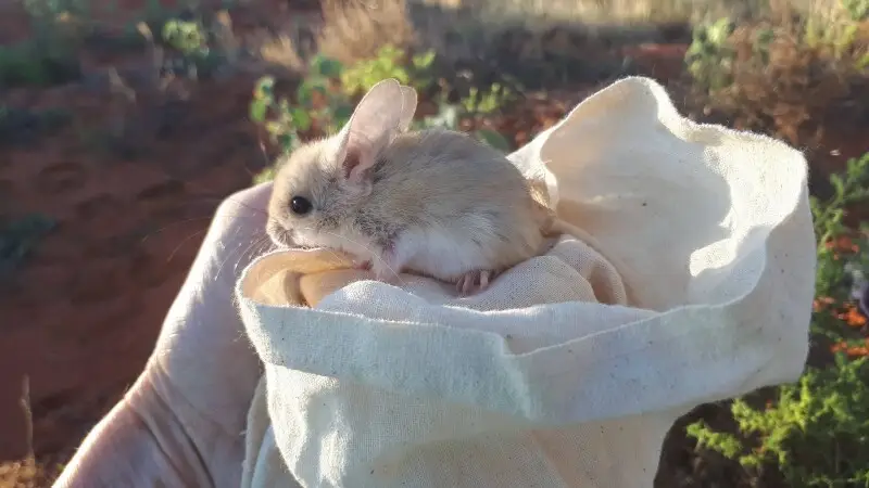 Dusky hopping mouse - Facts, Diet, Habitat & Pictures on Animalia.bio