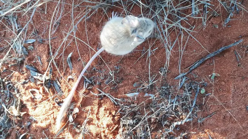 Dusky hopping mouse - Facts, Diet, Habitat & Pictures on Animalia.bio