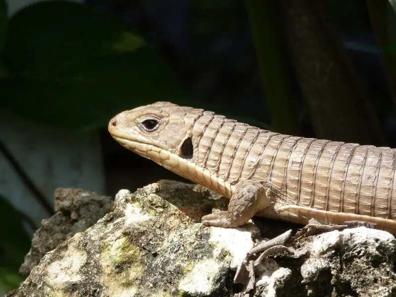 Sudan plated lizard - Facts, Diet, Habitat & Pictures on Animalia.bio