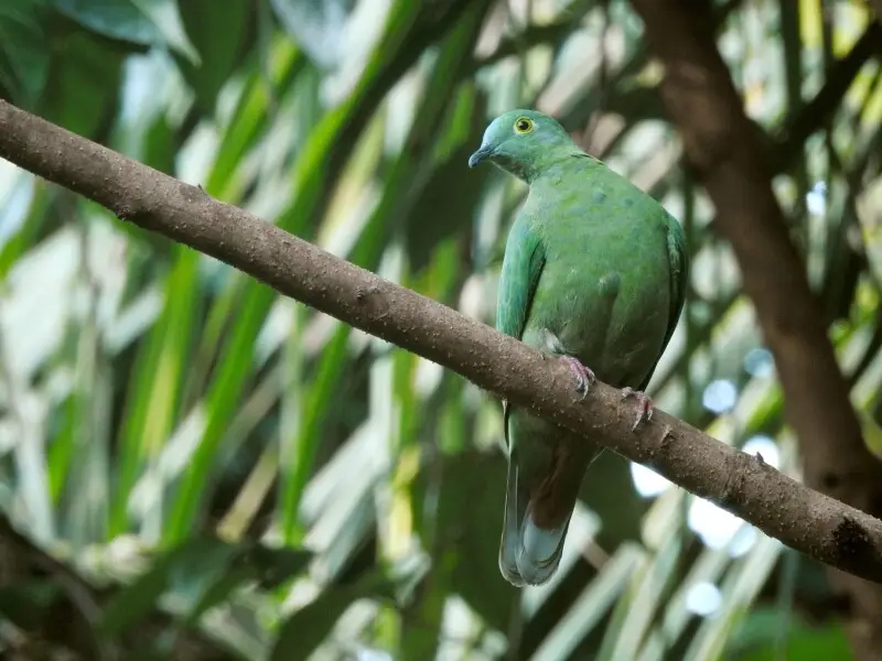 Black-naped fruit dove - Facts, Diet, Habitat & Pictures on Animalia.bio