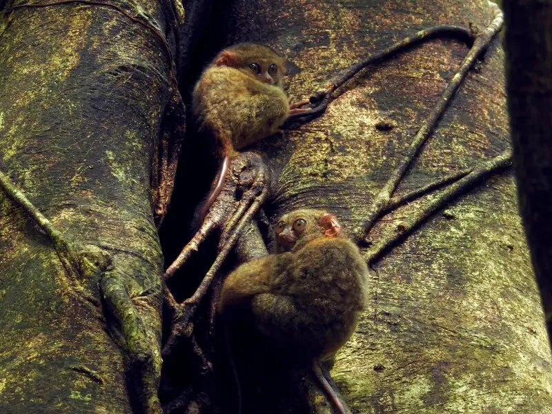 Gursky's spectral tarsier - Facts, Diet, Habitat & Pictures on Animalia.bio