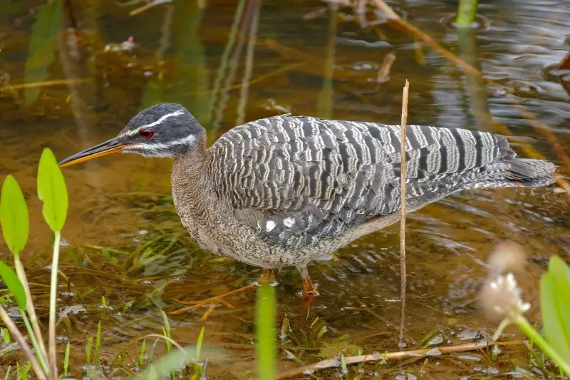 Sunbittern - Facts, Diet, Habitat & Pictures on Animalia.bio