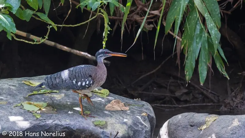 Sunbittern - Facts, Diet, Habitat & Pictures on Animalia.bio