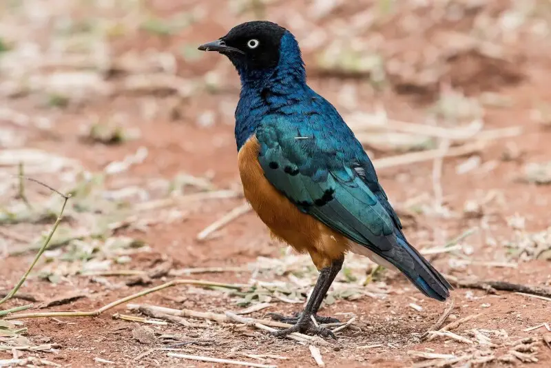 Superb starling - Facts, Diet, Habitat & Pictures on Animalia.bio
